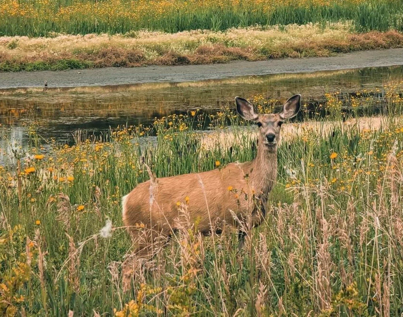 Residents fighting to keep beloved Wetland 80 - CochraneNow: Cochrane ...