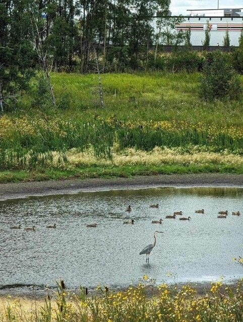 Demonstration Sunday to protect Willows Wetland - CochraneNow: Cochrane ...